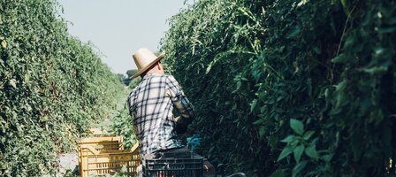 Solania – Perfekte San Marzano Tomaten