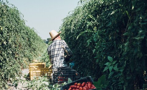 Solania – Perfekte San Marzano Tomaten